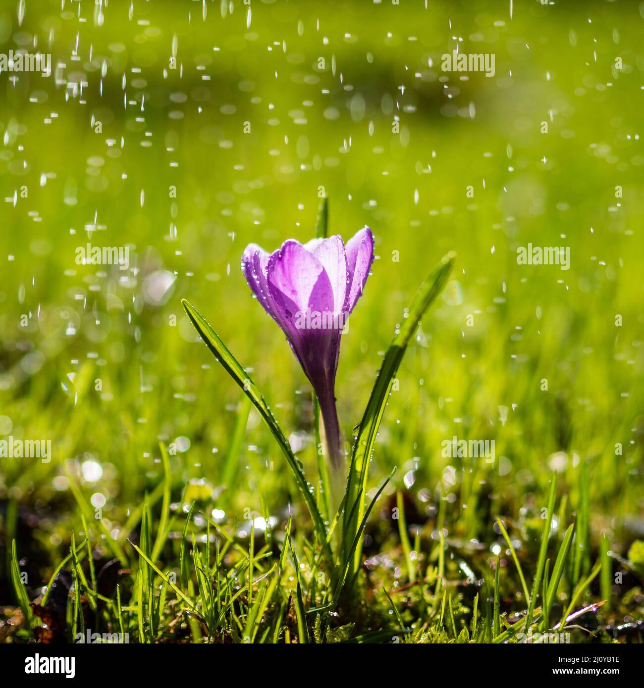 Purple flower rain water nature hi-res stock photography and images - Alamy