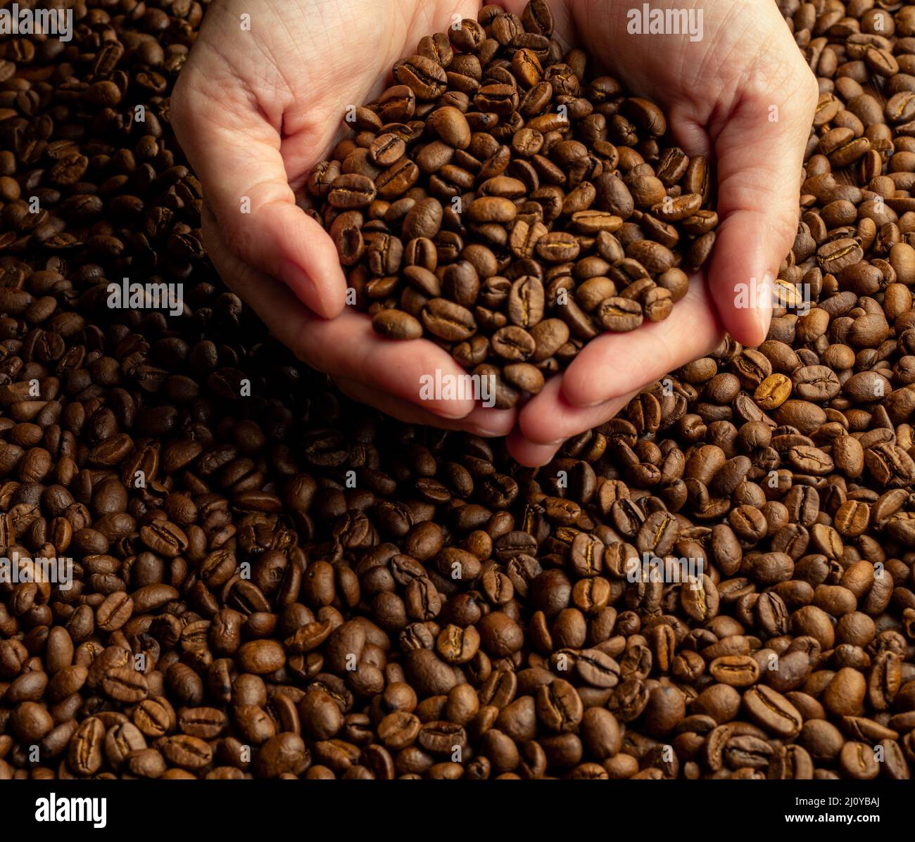 Women's hands holding in heap of a large handful of coffee beans on the ...