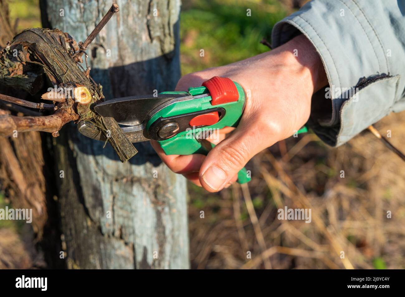Vine grower cutting branch of wine vine plant. Vine pruning. Copy space ...