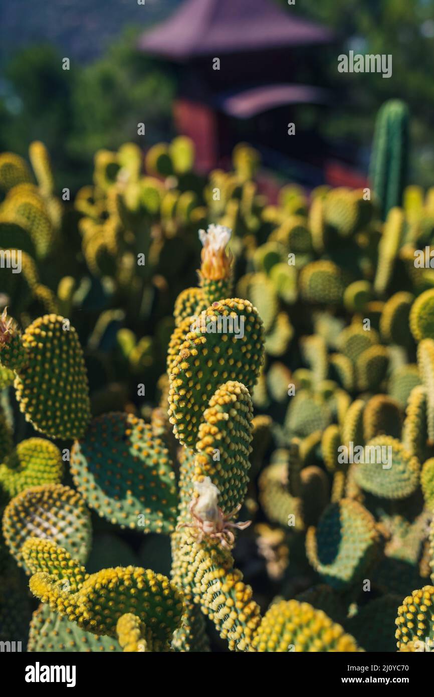 The cactus grows in hot and arid climates. The cactus grows in nature ...