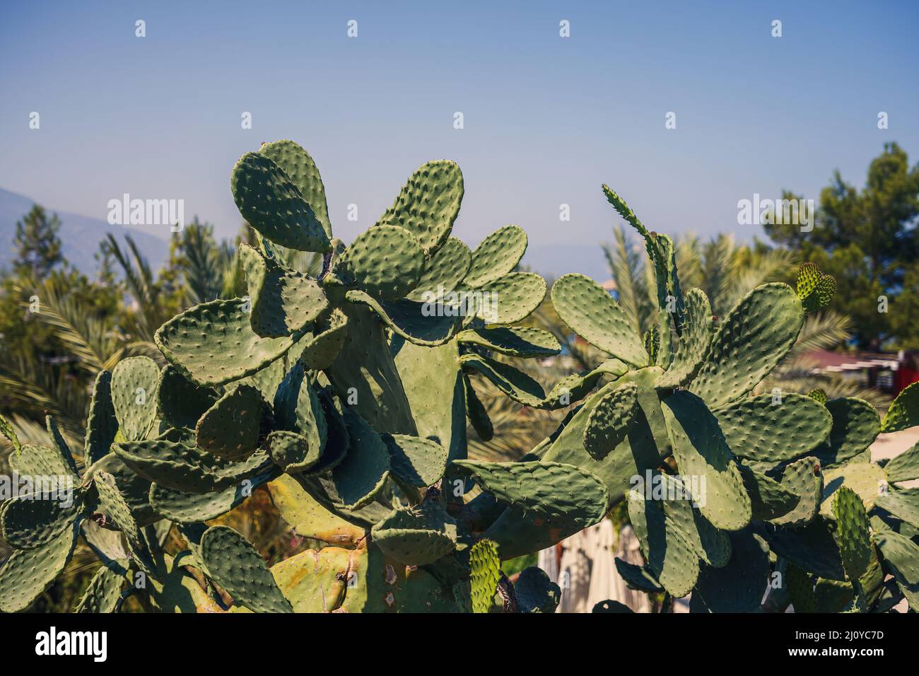 The cactus grows in hot and arid climates. The cactus grows in nature ...