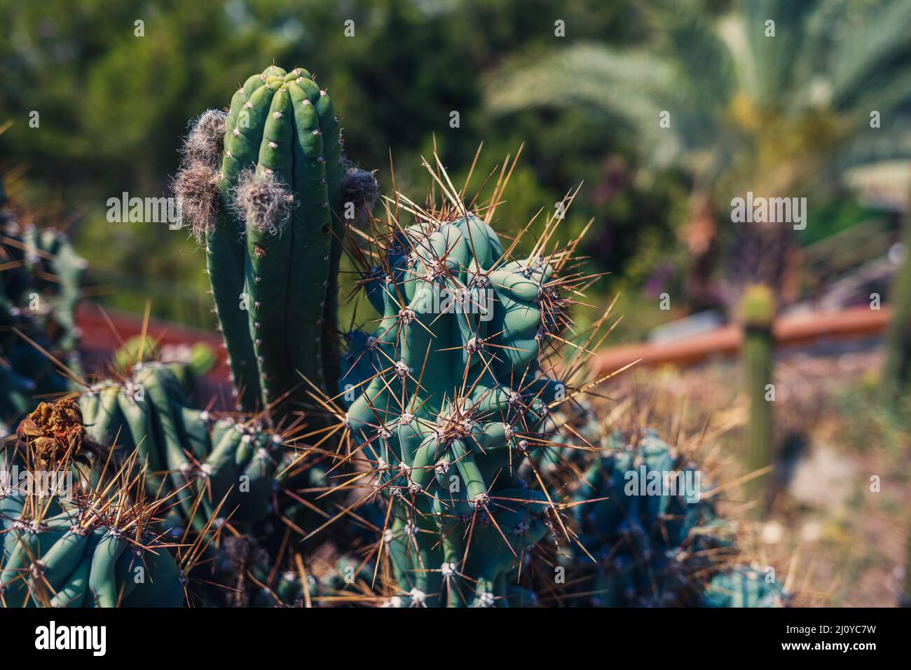The cactus grows in hot and arid climates. The cactus grows in nature ...
