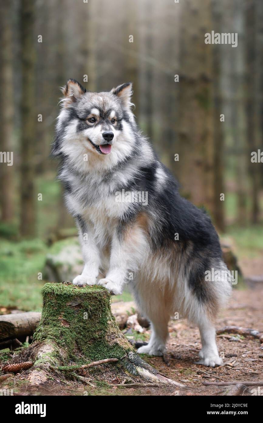 Portrait of a young Finnish Lapphund dog outdoors in nature Stock Photo ...