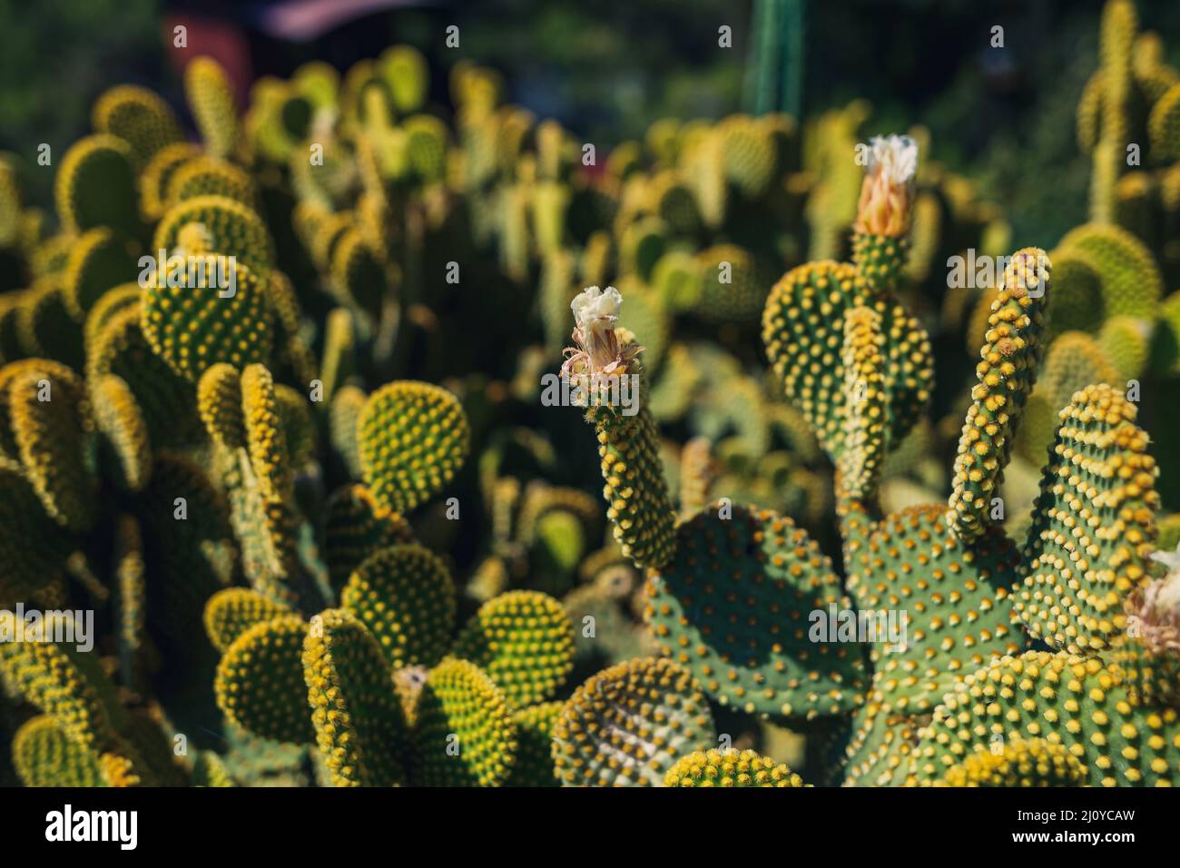 The cactus grows in hot and arid climates. The cactus grows in nature ...