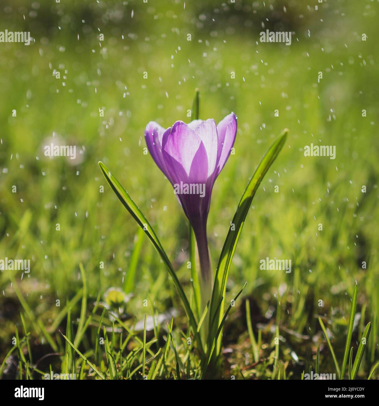 Light rain and summer hi-res stock photography and images - Alamy