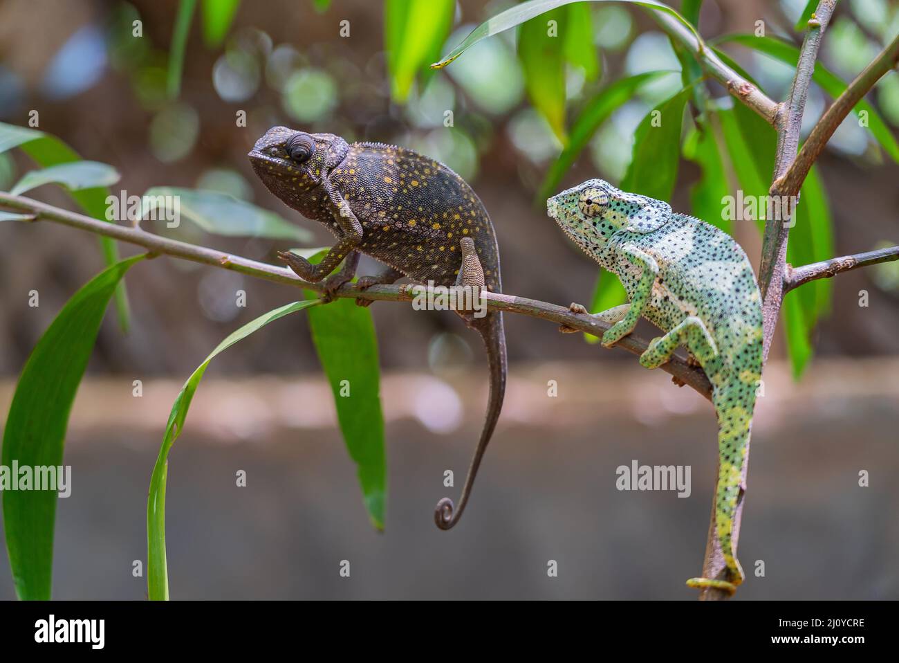Two chameleons on a branch. Chameleo on Zanzibar Stock Photo - Alamy