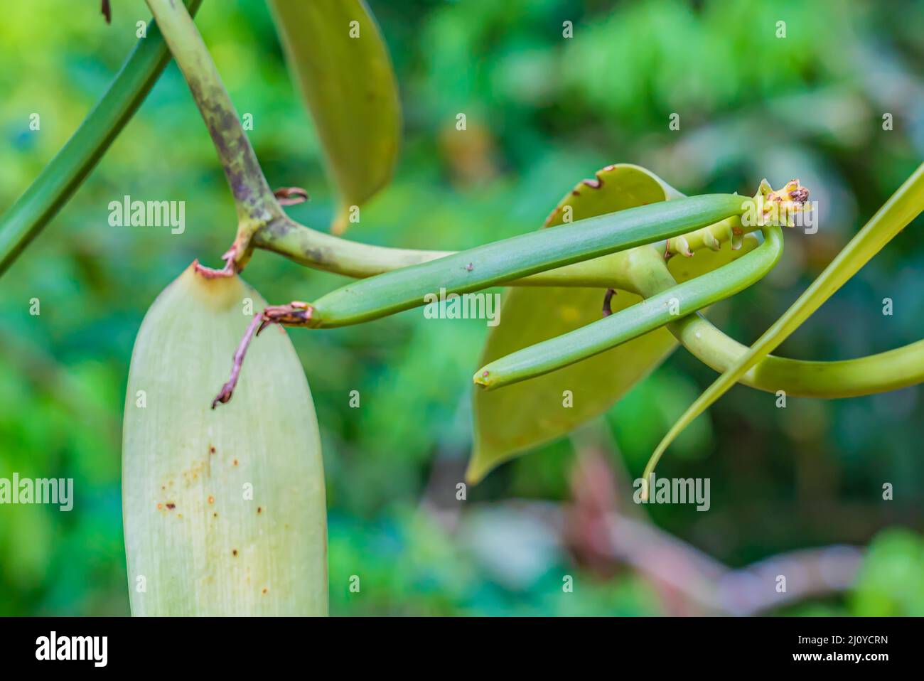 Vanilla bean plant hi-res stock photography and images - Alamy
