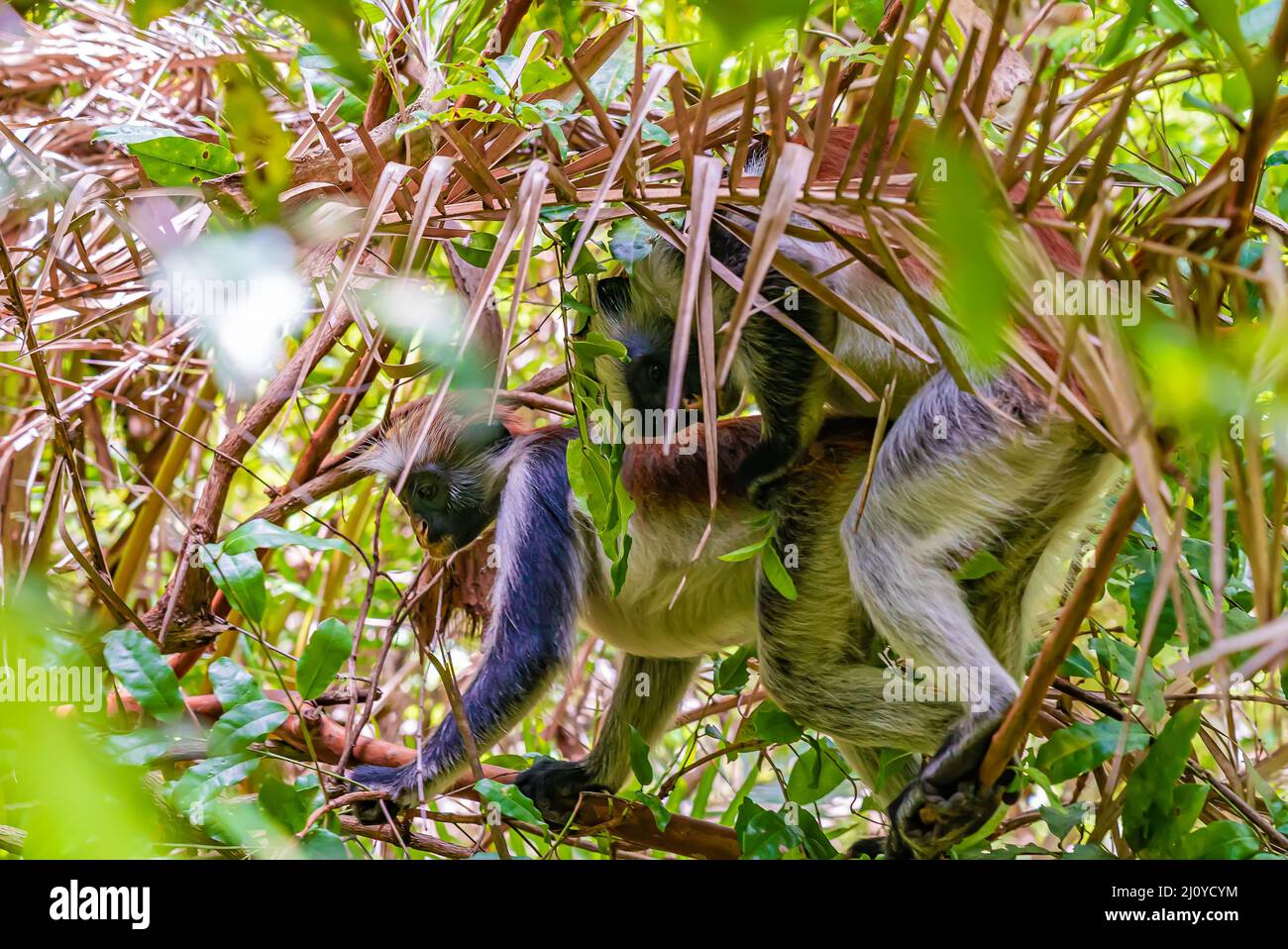 Photo of Red Colobus monkey copulating on the branch. Zanzibar ...