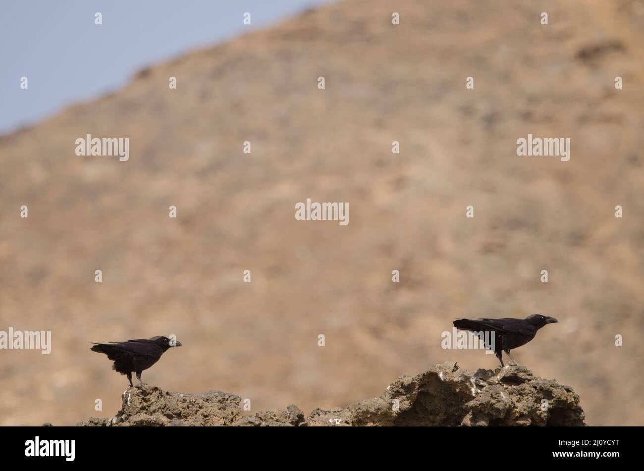 Canary Islands ravens Corvus corax canariensis. Montana Clara. Integral ...