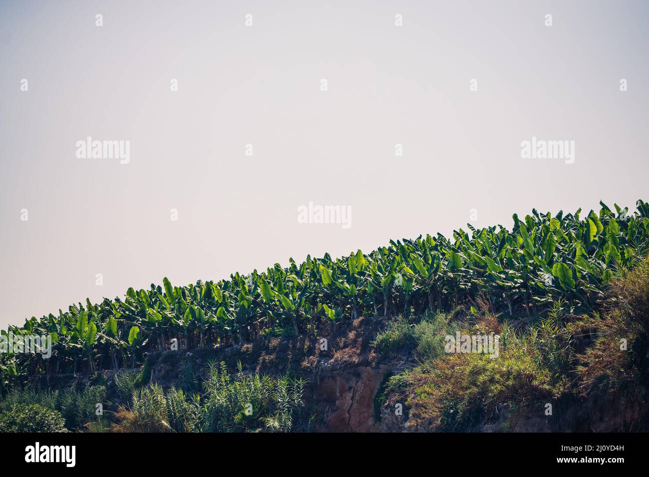 Huge banana plantations on a summer sunny day. Banana grove in a ...