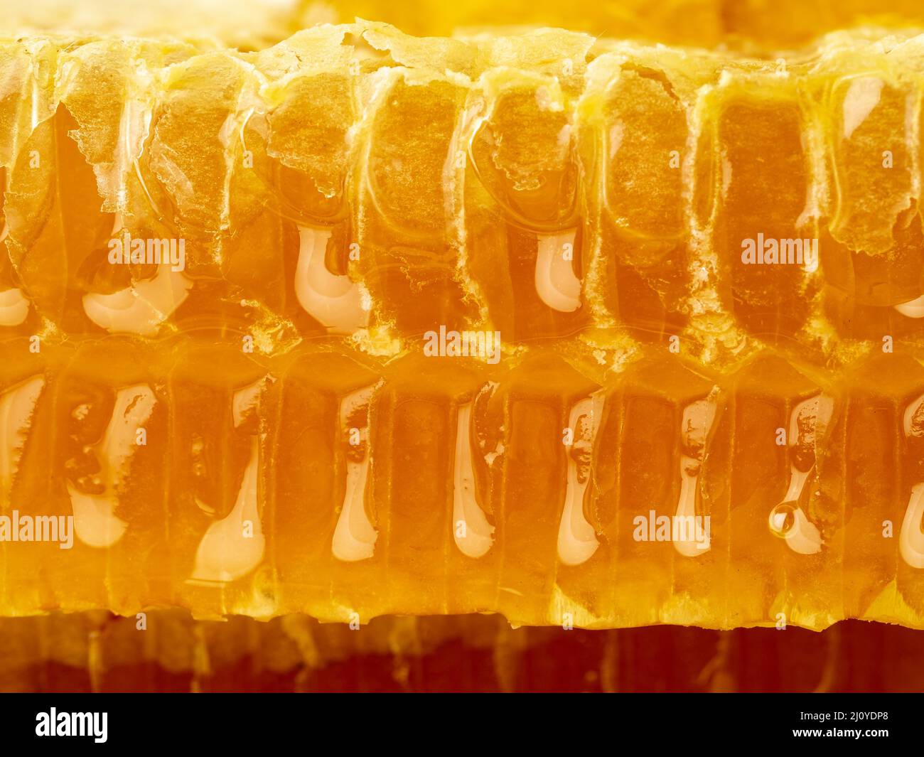 Bee honeycomb closeup, fresh stringy dripping sweet honey, macro ...