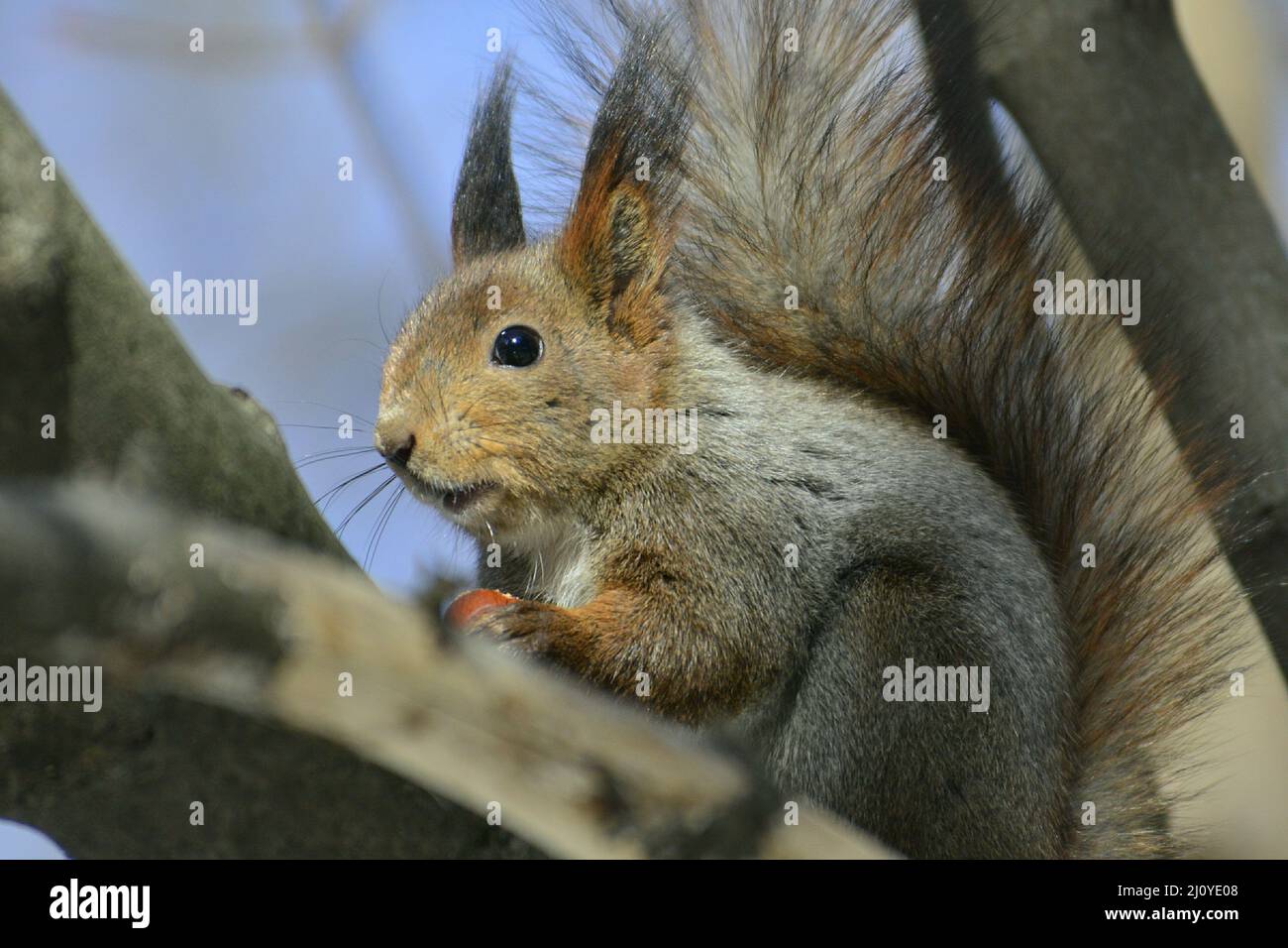 Wild inhabitants of Moscow parks and forests.Feeding wild birds and ...