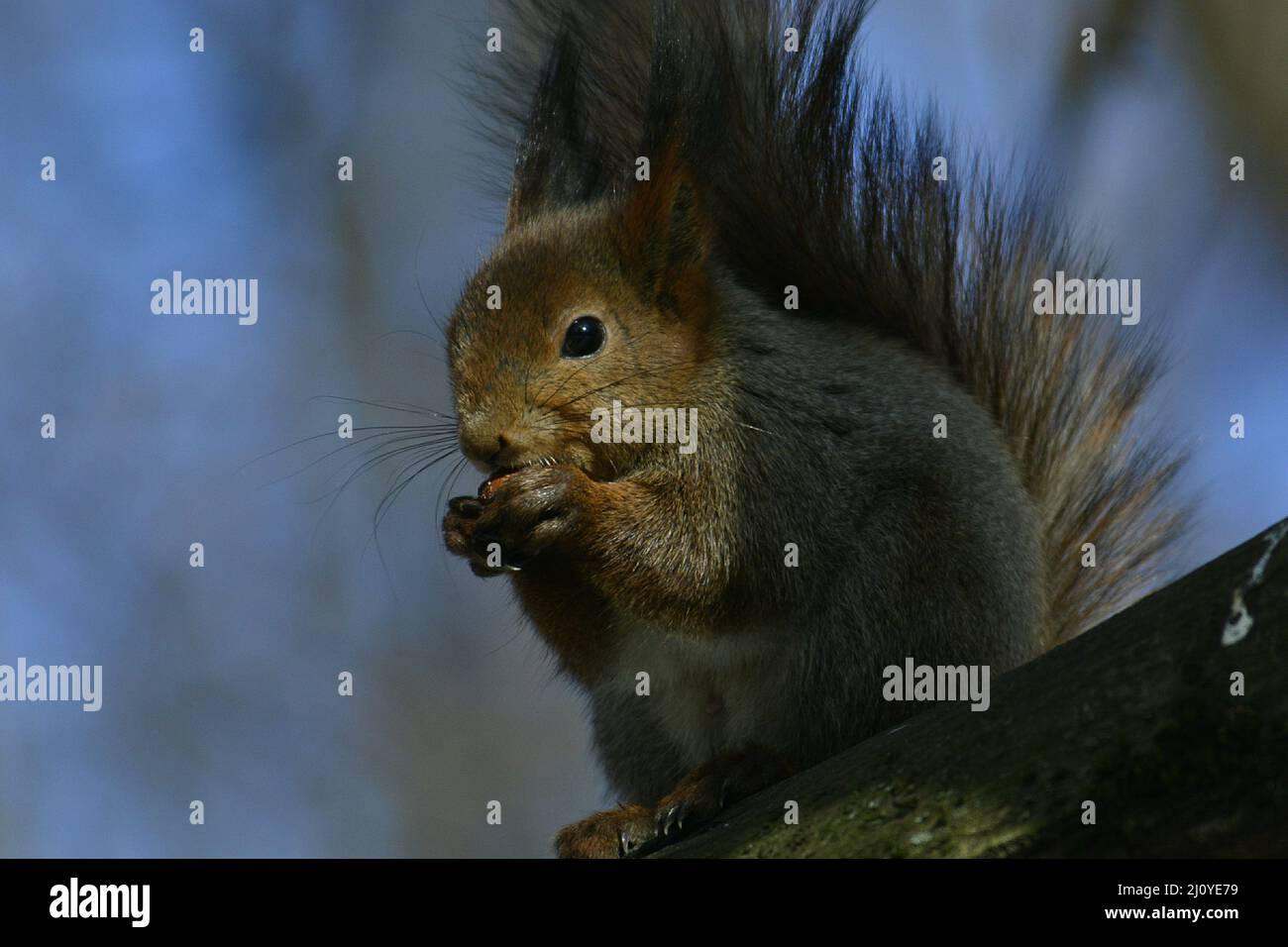 Wild inhabitants of Moscow parks and forests.Feeding wild birds and ...