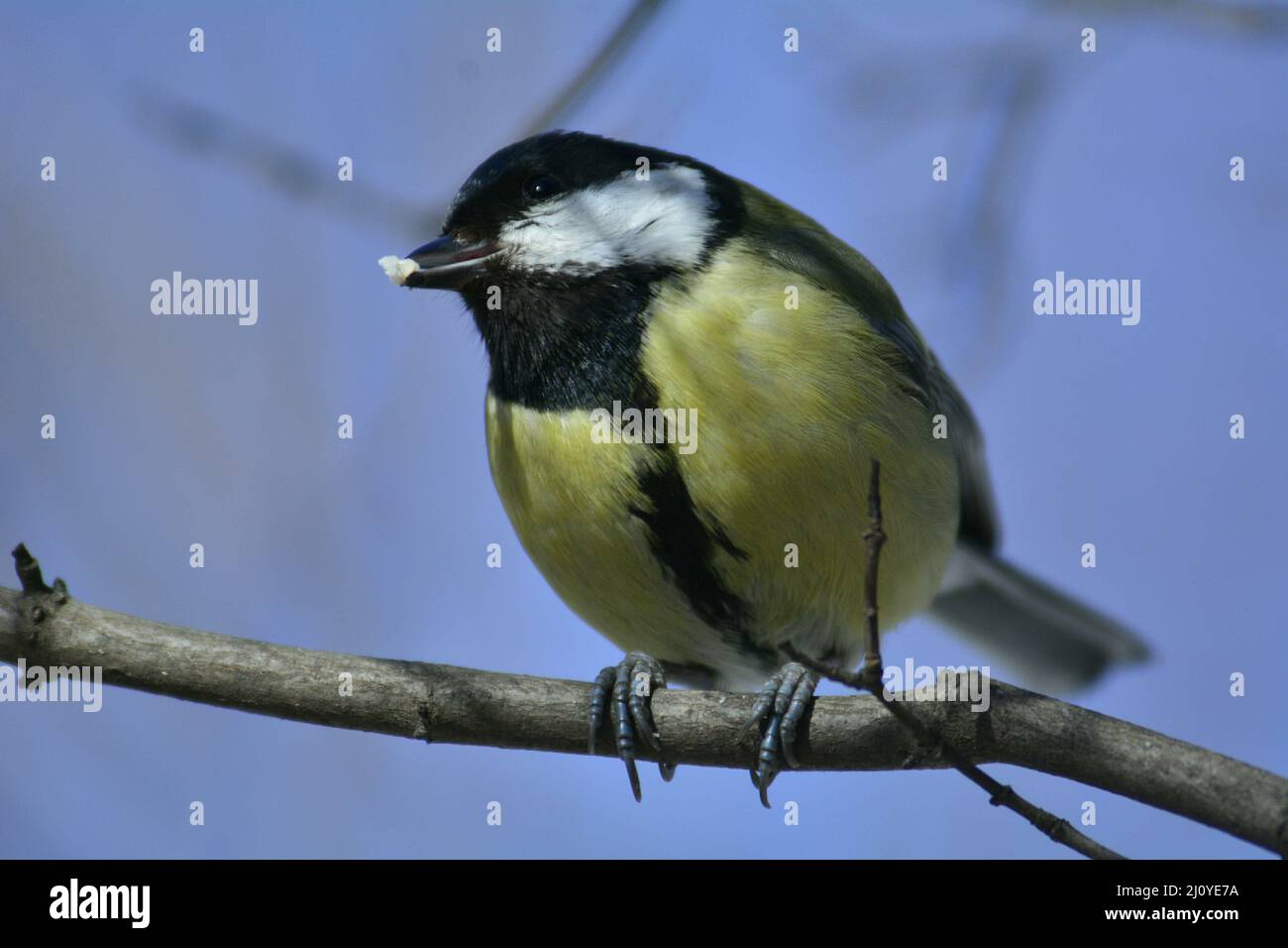 Wild inhabitants of Moscow parks and forests.Feeding wild birds and ...