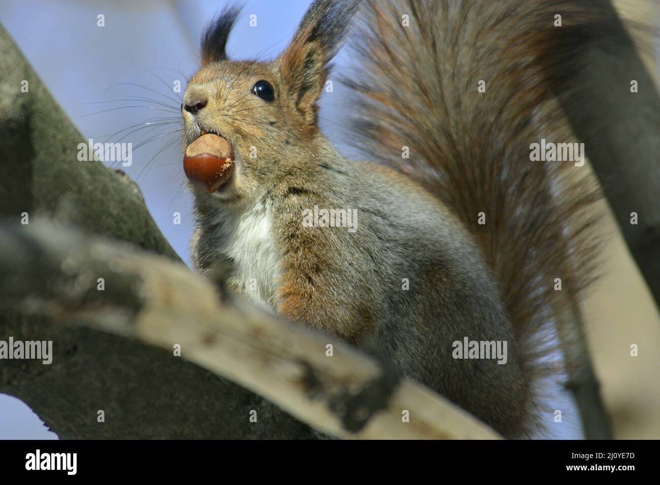 Wild inhabitants of Moscow parks and forests.Feeding wild birds and ...