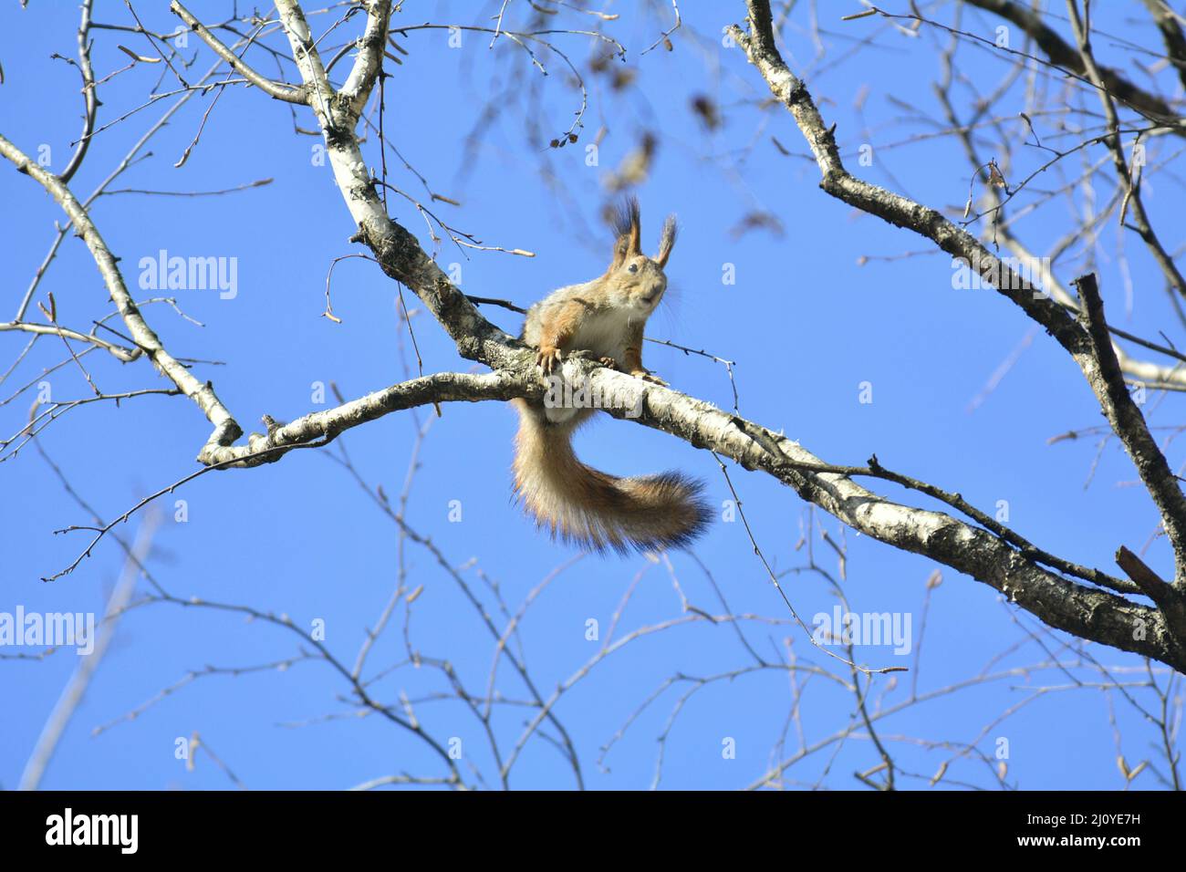 Wild inhabitants of Moscow parks and forests.Feeding wild birds and ...