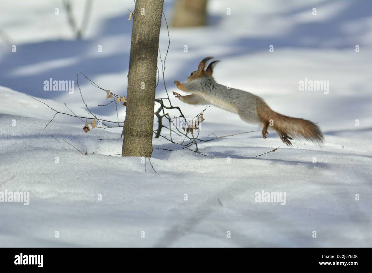 Wild inhabitants of Moscow parks and forests.Feeding wild birds and ...