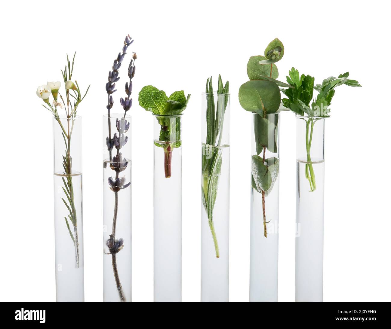 Test tubes with natural essential oils on white background Stock Photo ...