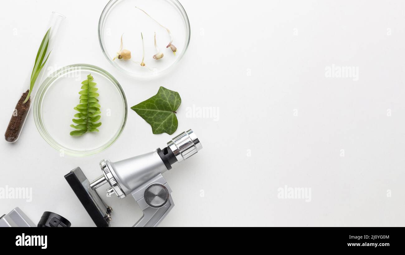 Plants at the laboratory hi-res stock photography and images - Alamy