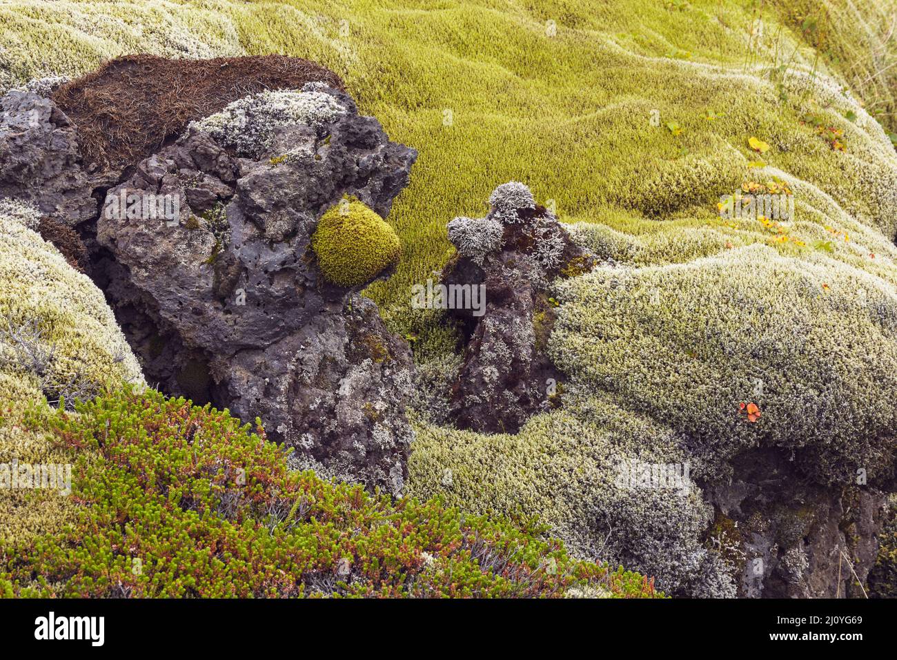Vegetation in the Eldhraun lava field, near Kirkjubaejarklaustur ...