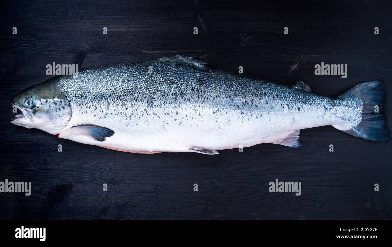 Whole fresh raw big salmon fish Stock Photo - Alamy