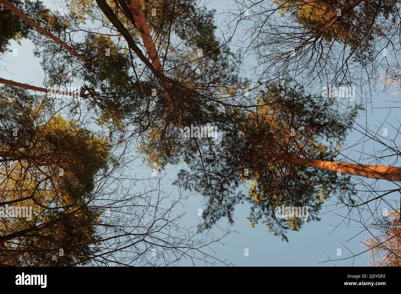 Tall trees low angle hi-res stock photography and images - Alamy