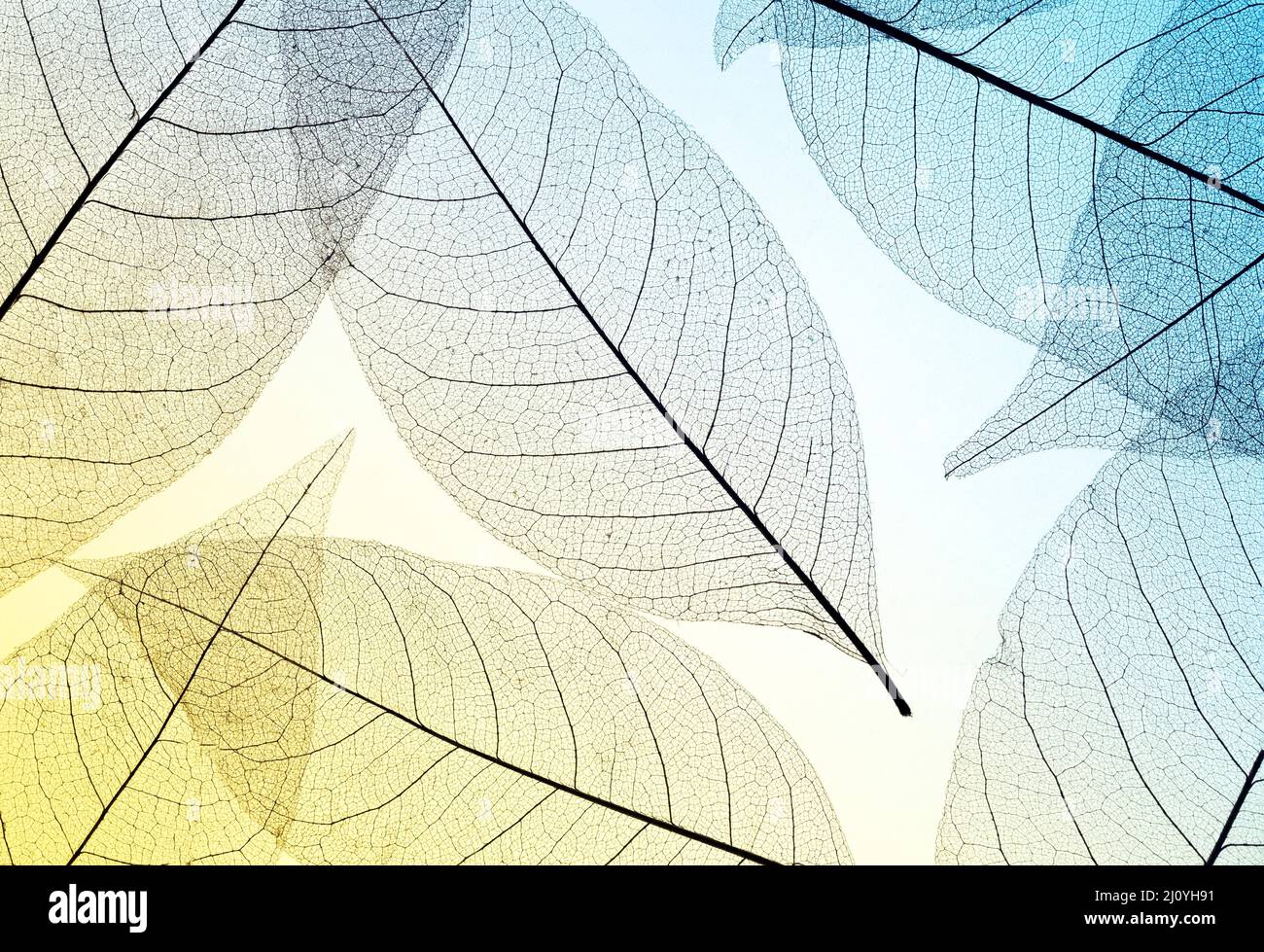 Translucent leaves hi-res stock photography and images - Alamy