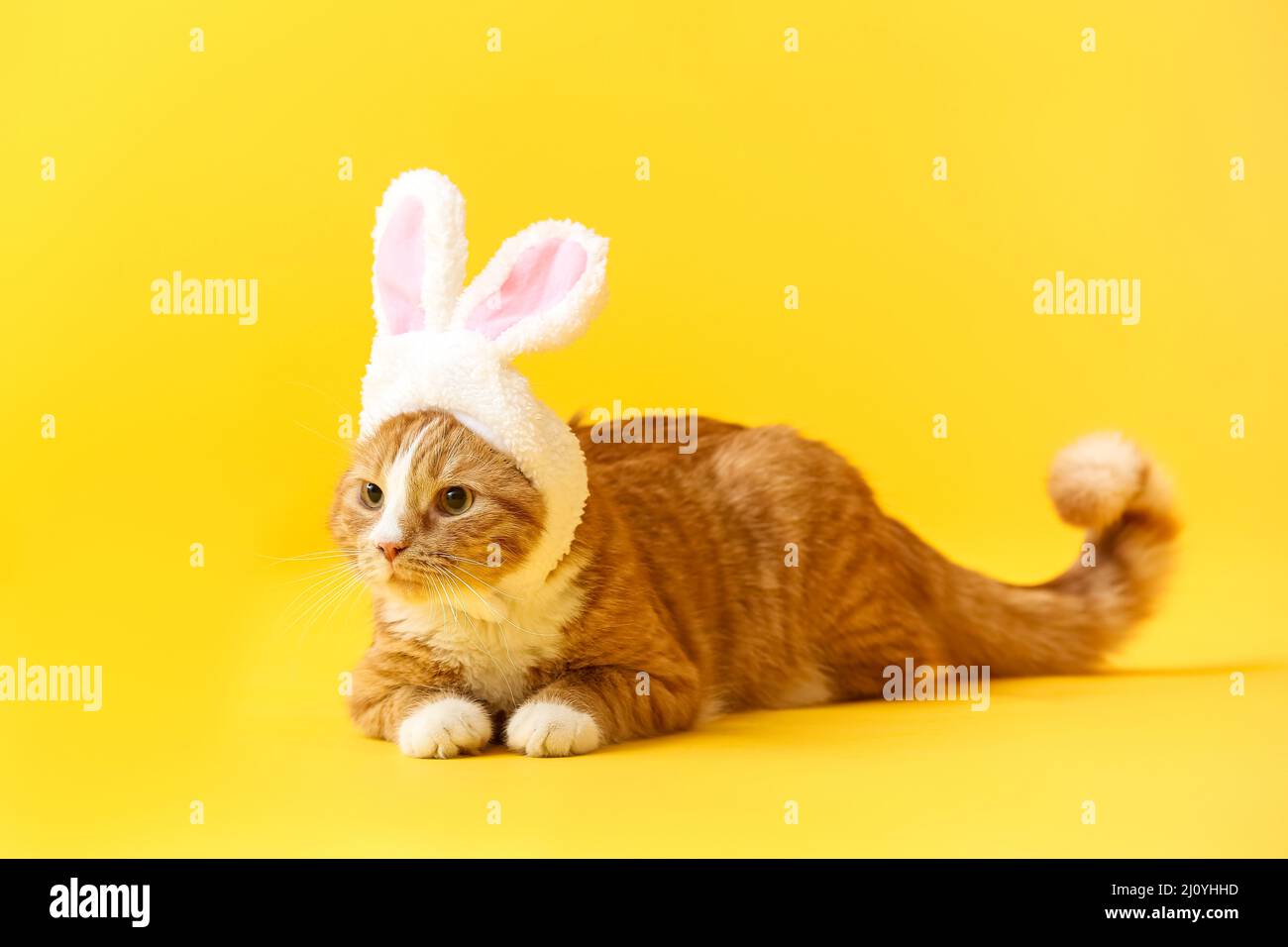 Cute cat in bunny ears on yellow background Stock Photo - Alamy
