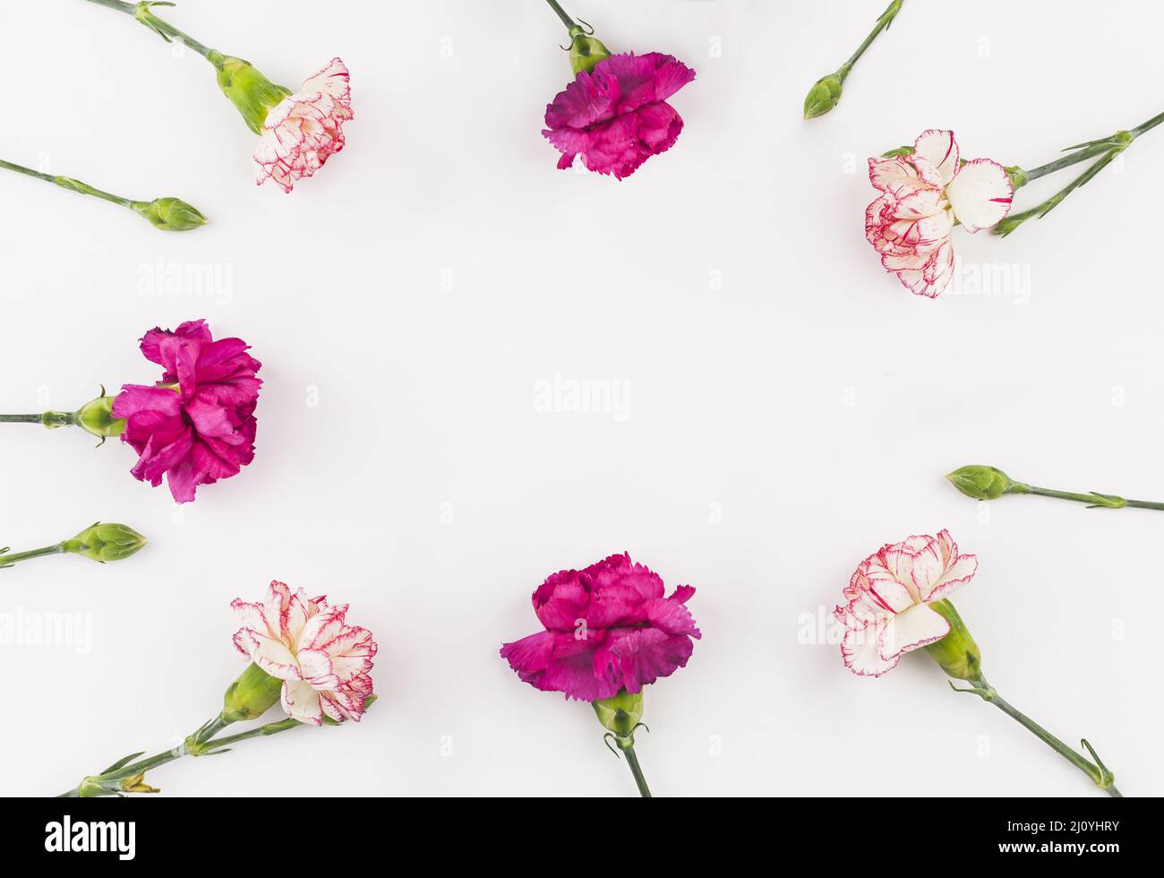 Carnation symbol hi-res stock photography and images - Alamy