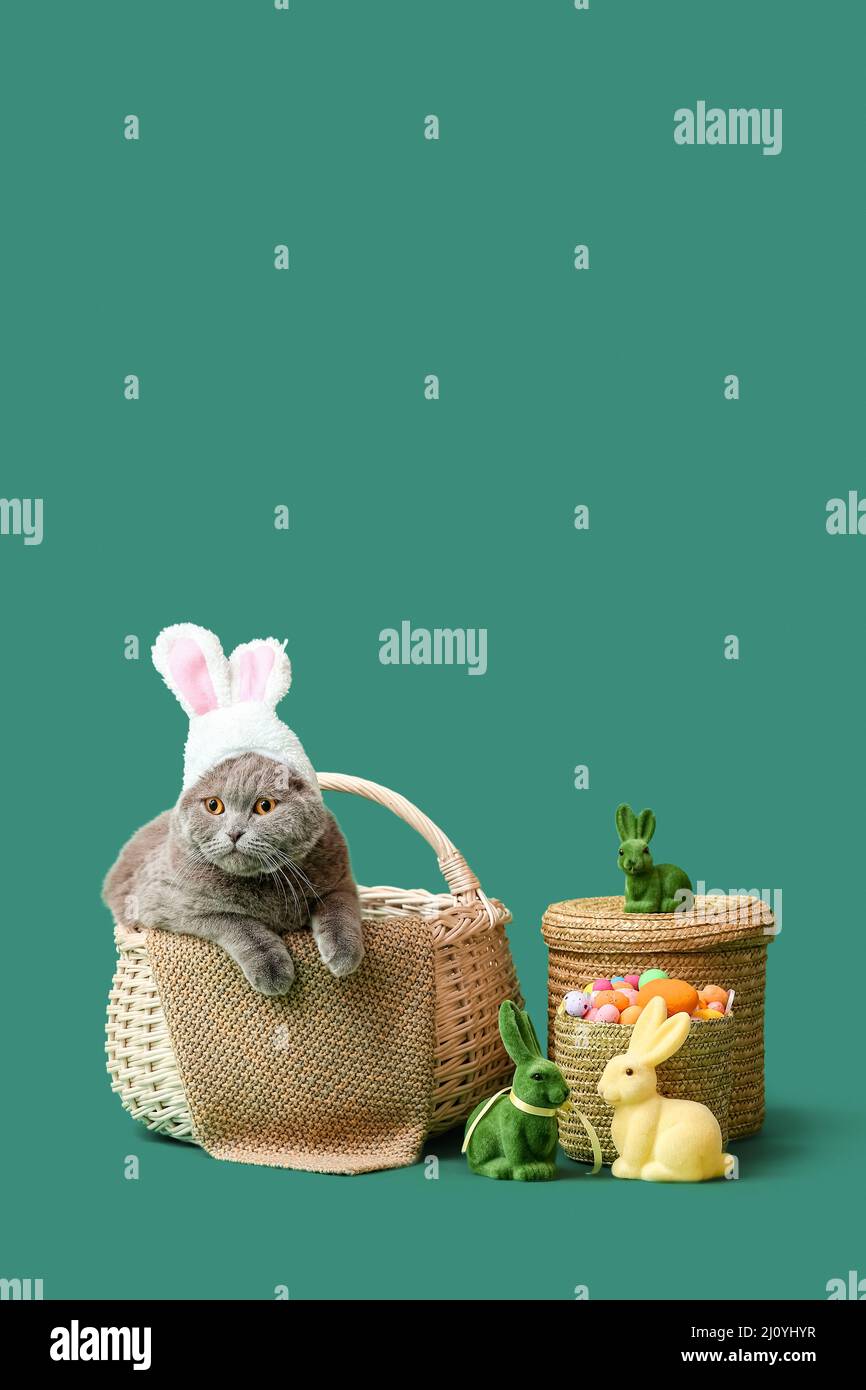 Cute Scottish Fold cat with baskets, Easter eggs and rabbits on green ...
