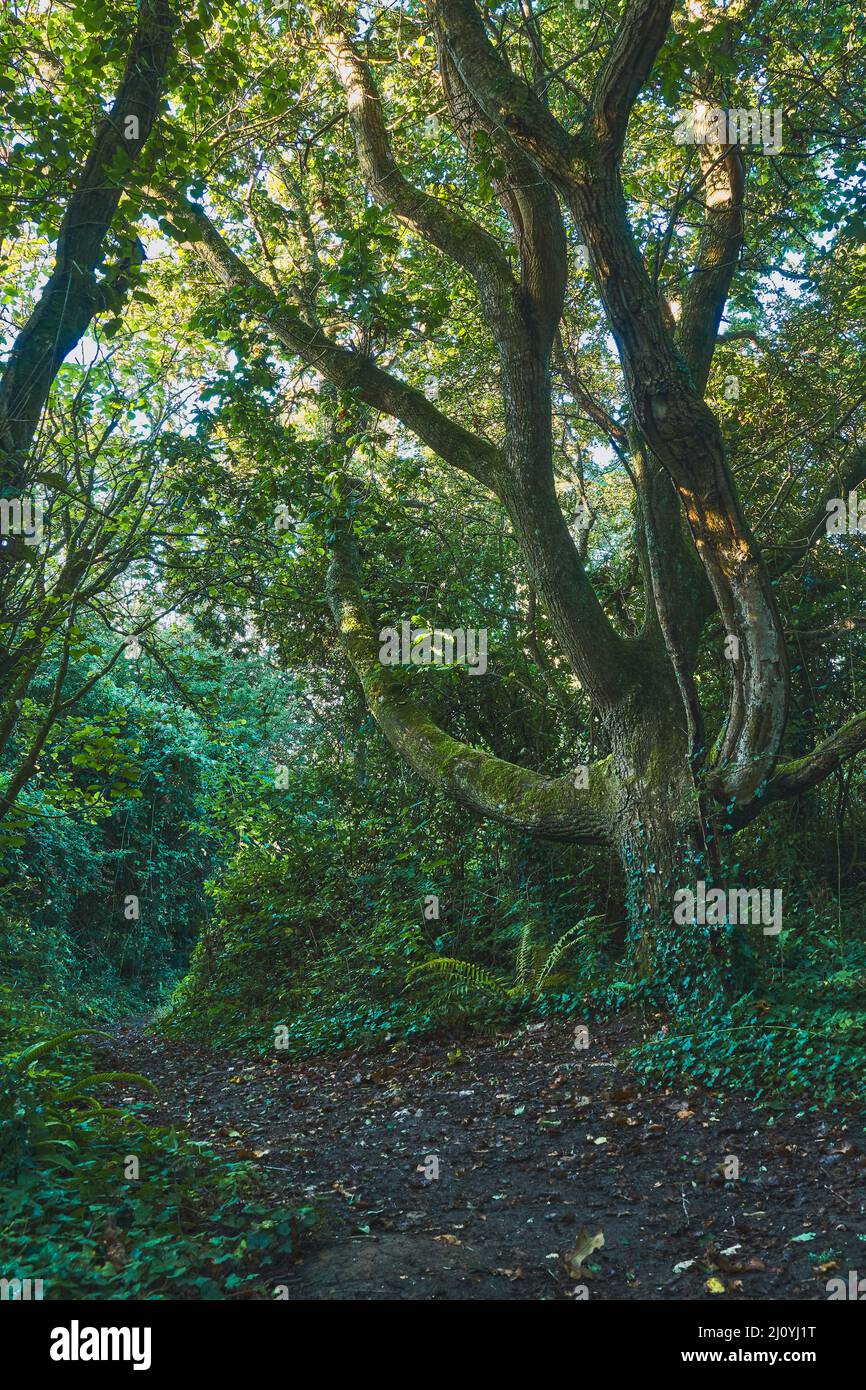 Path leading past twisted Oak tree (Quercus rocur Stock Photo - Alamy
