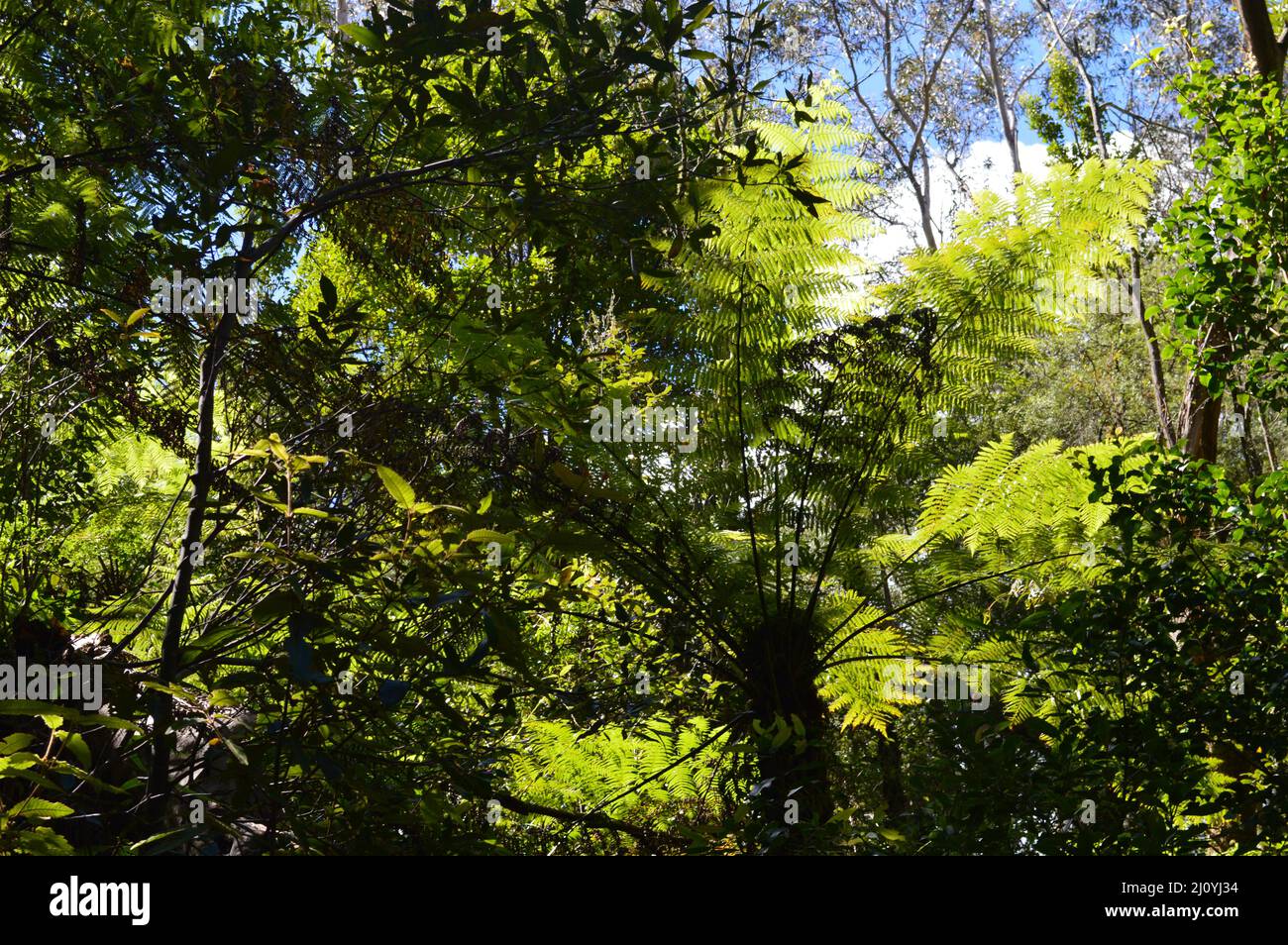 Temperate broadleaf and mixed forest hi-res stock photography and ...