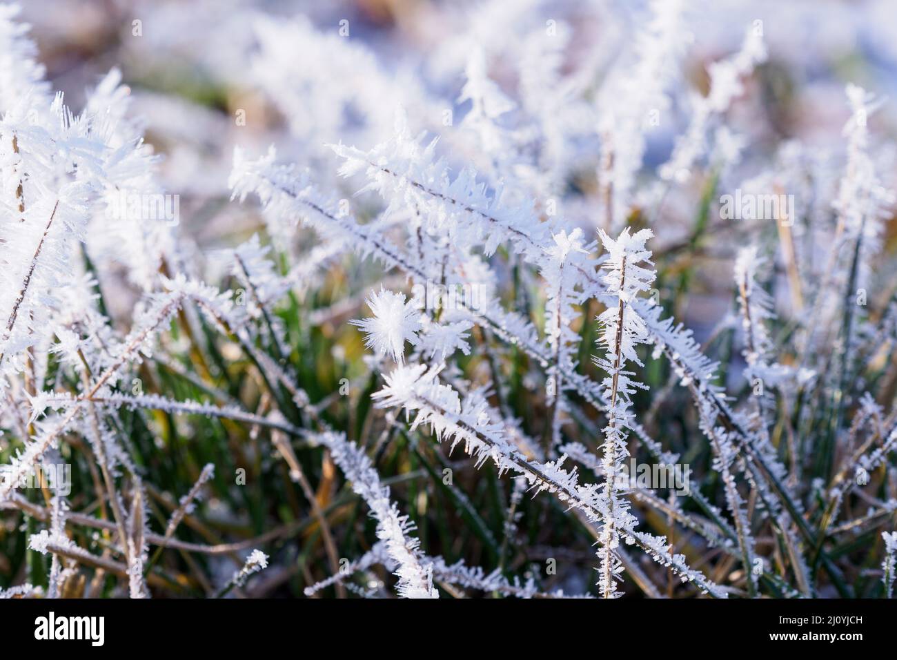 Grass covered with frost in winter. Frozen grass Stock Photo - Alamy