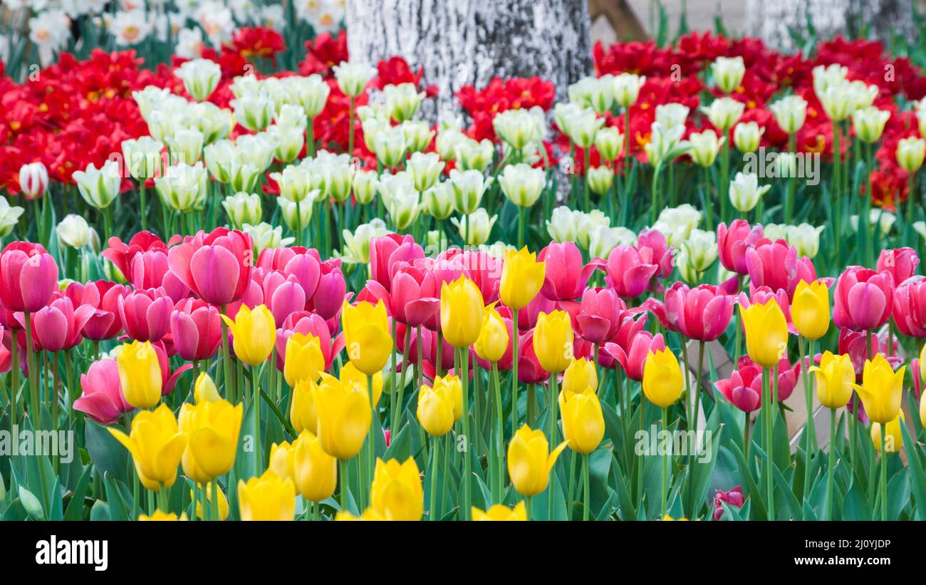 Tulips in full bloom in early spring Stock Photo - Alamy