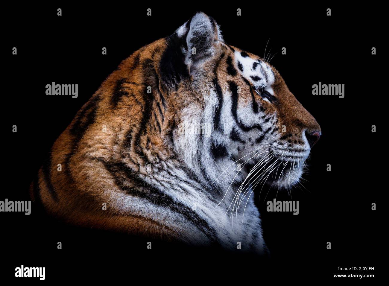 Front view of Siberian tiger isolated on black background. Portrait of ...