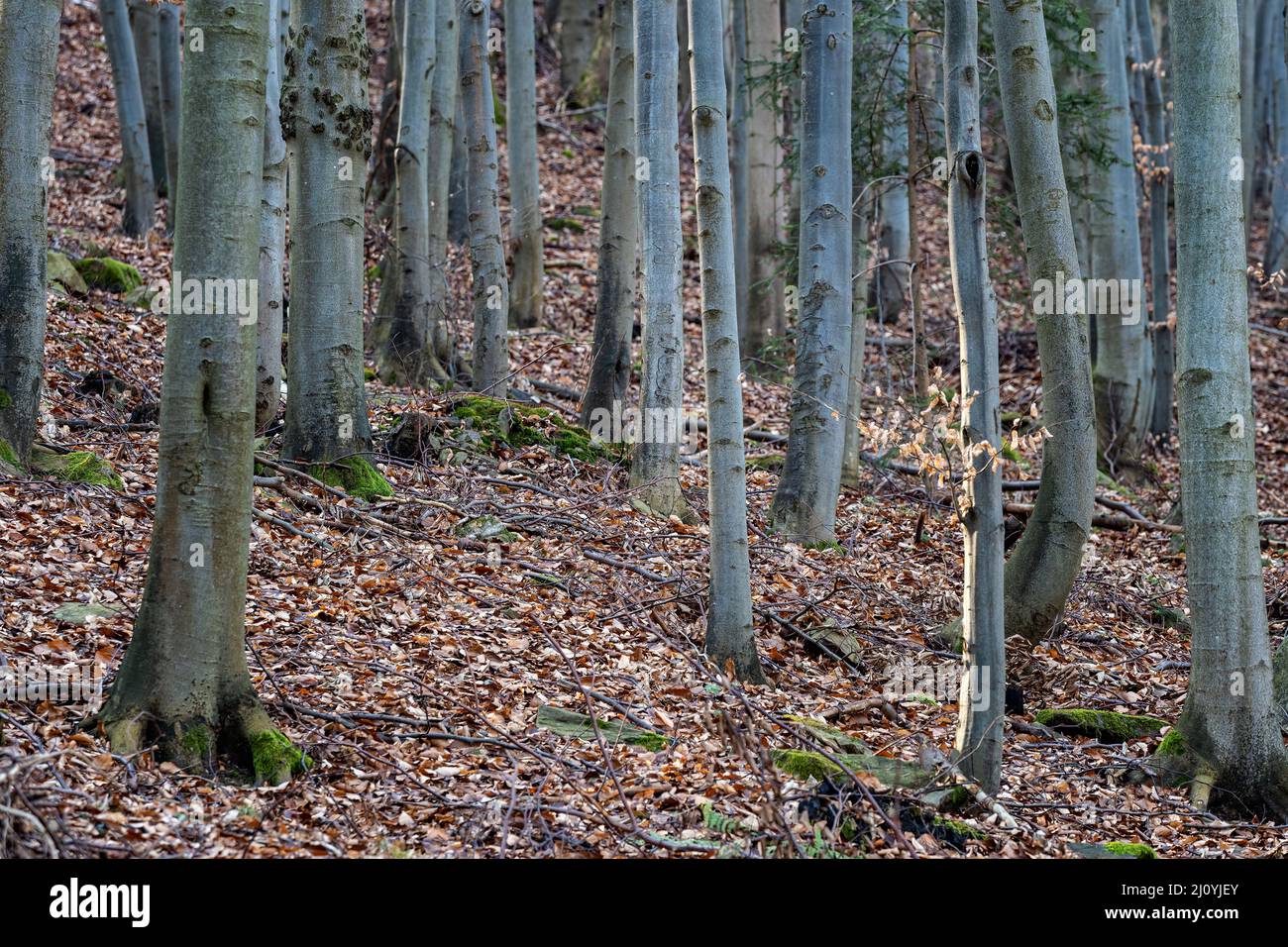 Beech tree trunks hi-res stock photography and images - Alamy