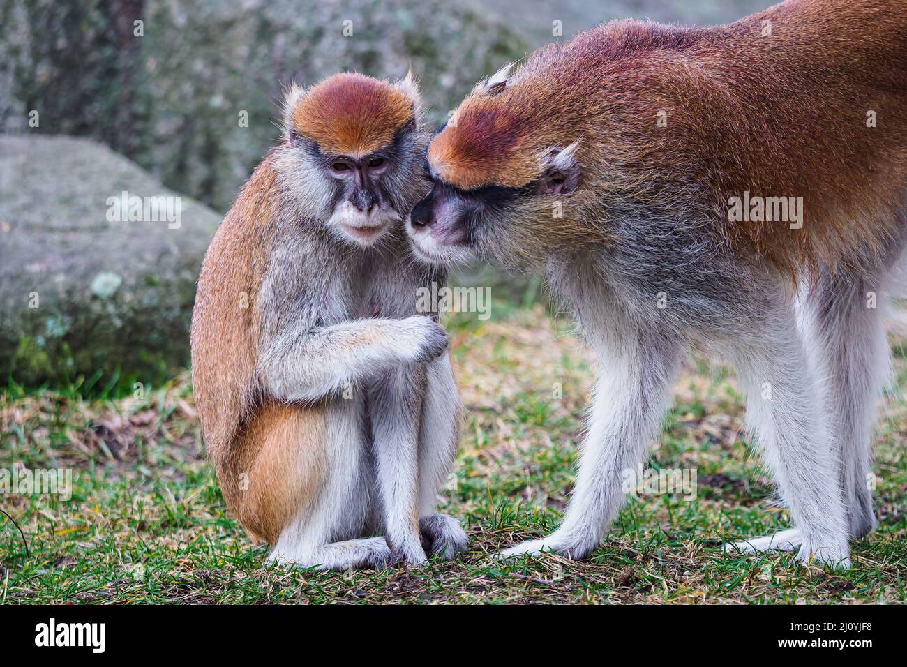 Patas monkey also known hussar monkey (Erythrocebus patas Stock Photo ...