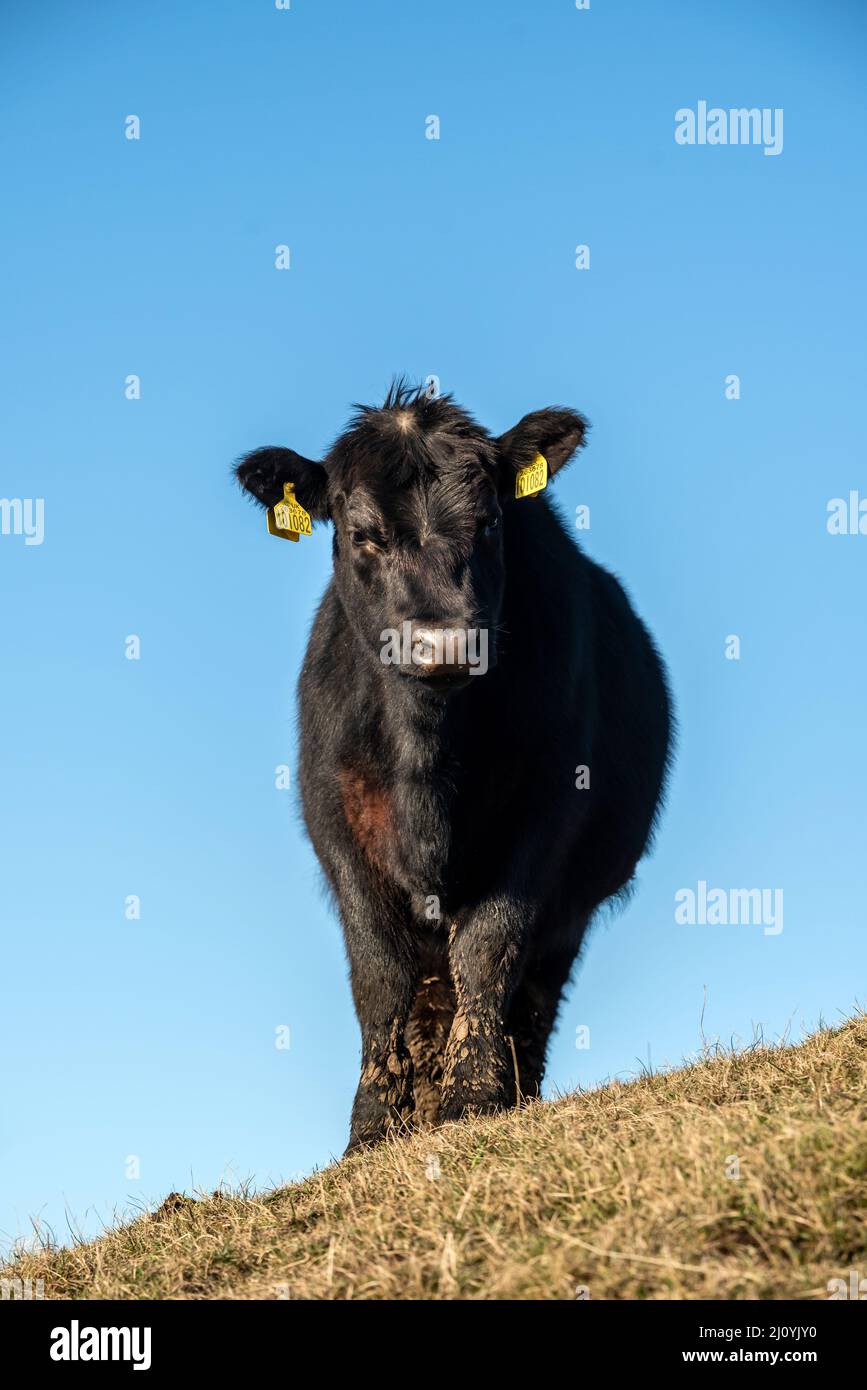 Brighton, March 18th 2022: Inquisitive young cattle enjoying the spring ...