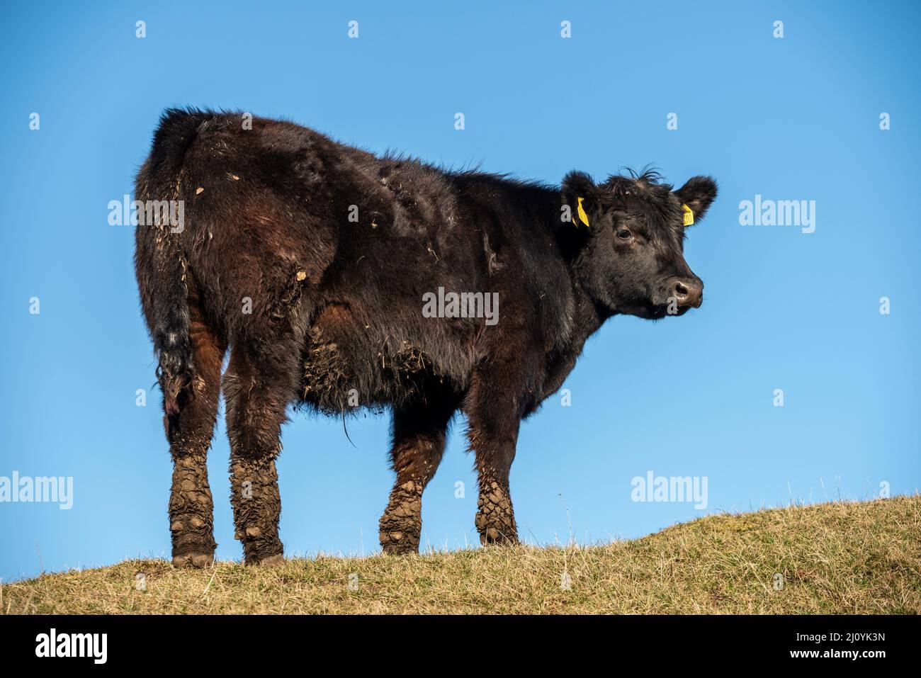 Brighton, March 18th 2022: Inquisitive young cattle enjoying the spring ...