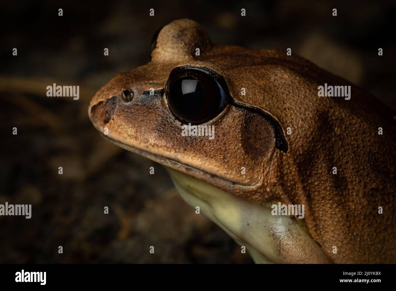 Great barred frog (Mixophyes fasciolatus). Photo by Trent Townsend ...