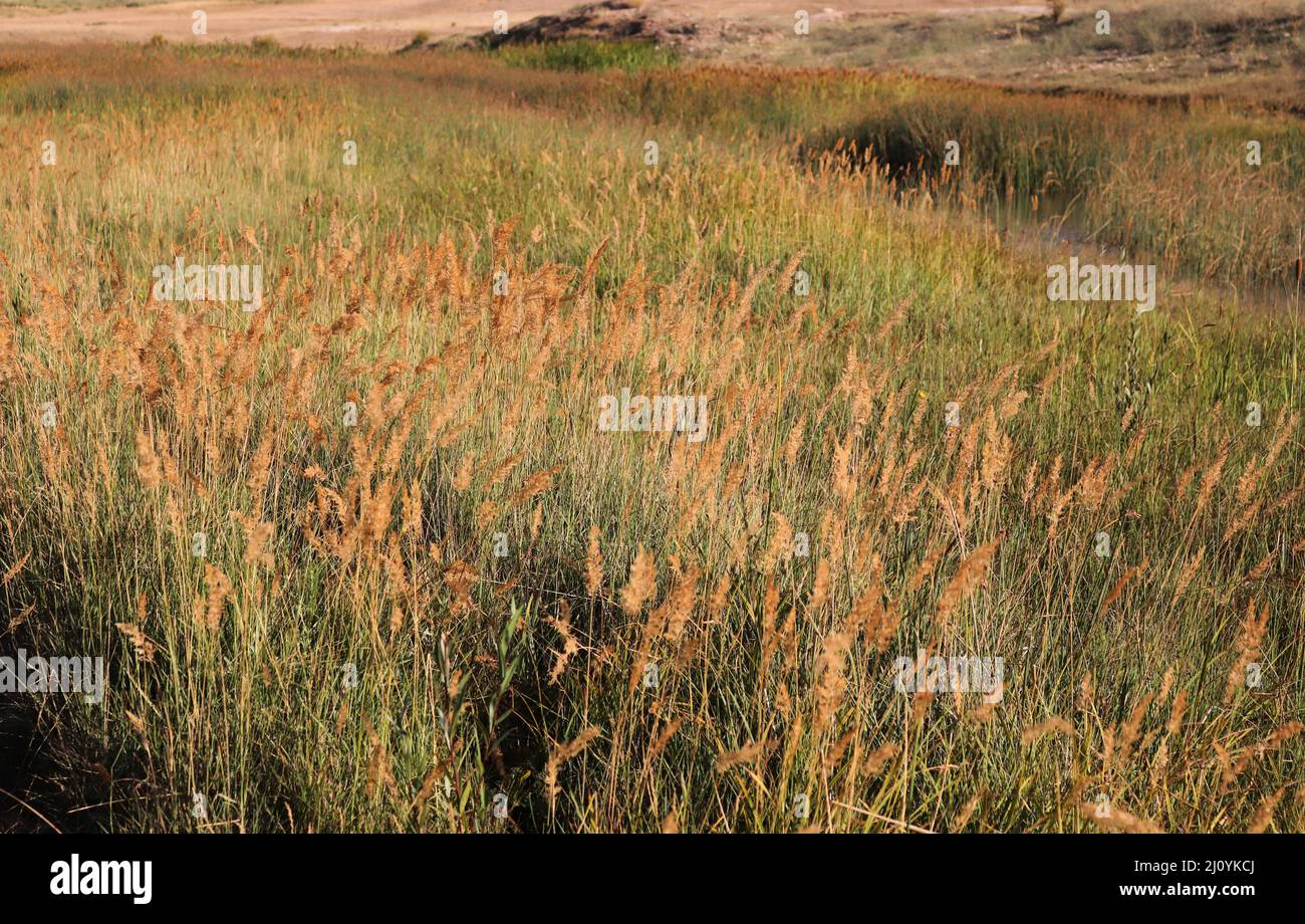 reed plant in the swamp Stock Photo - Alamy