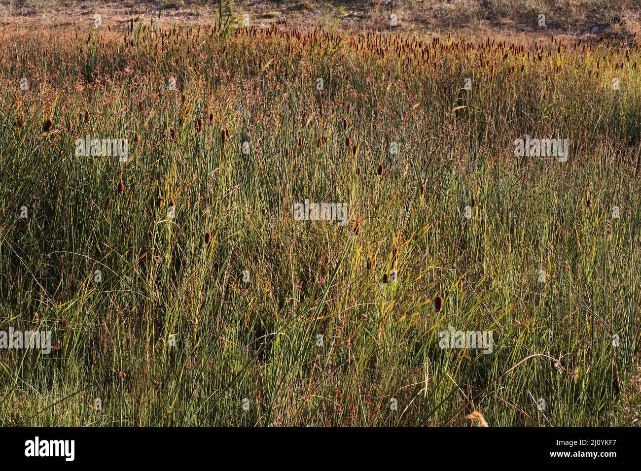reed plant in the swamp Stock Photo - Alamy