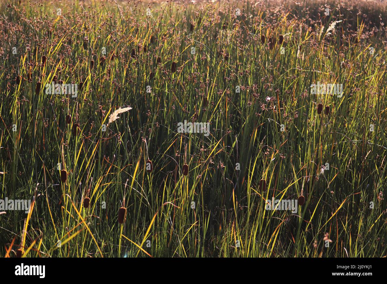 reed plant in the swamp Stock Photo - Alamy
