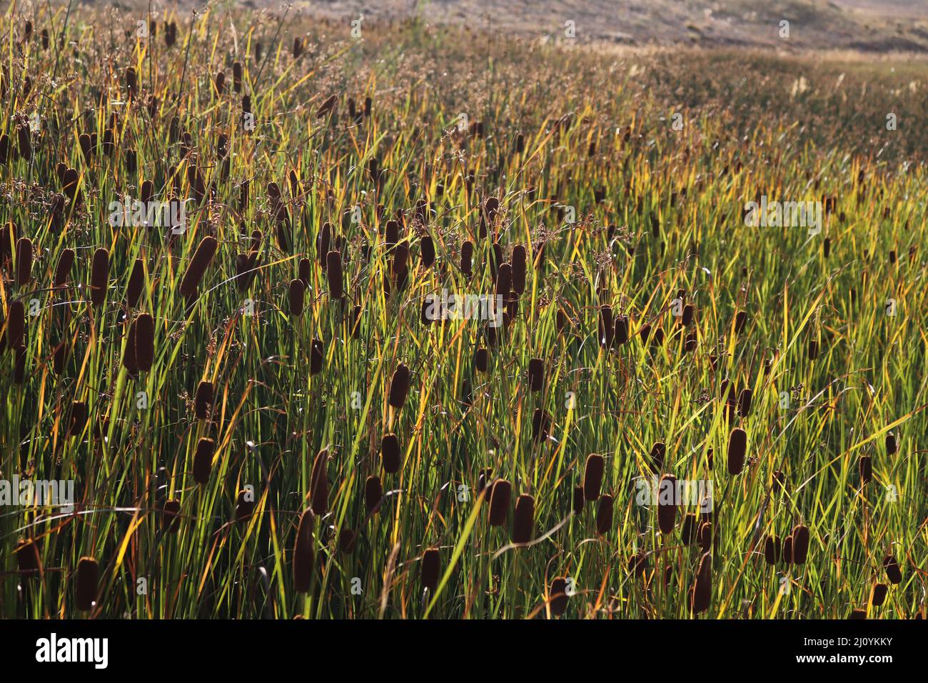 reed plant in the swamp Stock Photo - Alamy