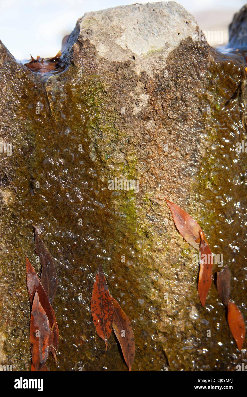 Leaf in water trough hi-res stock photography and images - Alamy