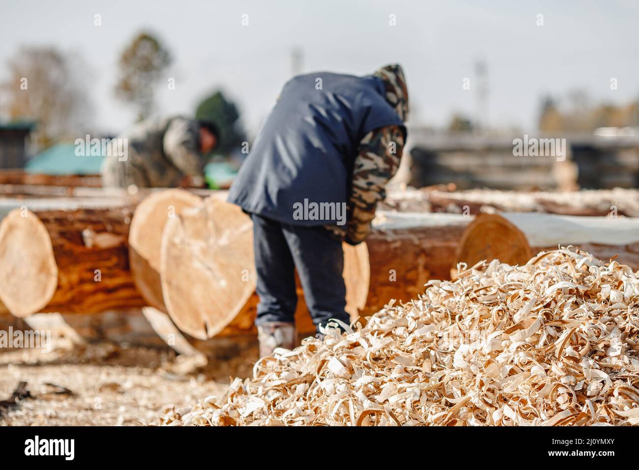 Preparation of timber for construction of log wooden houses. Carpenter ...