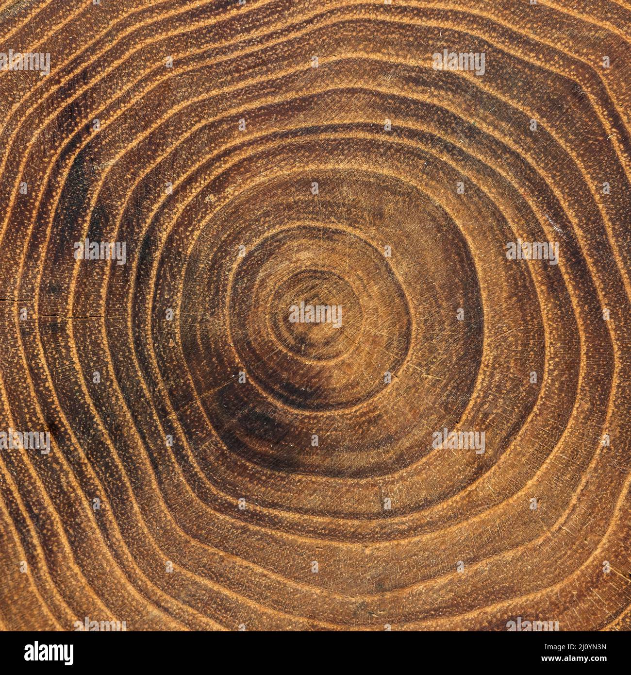 Annual growth rings hi-res stock photography and images - Alamy
