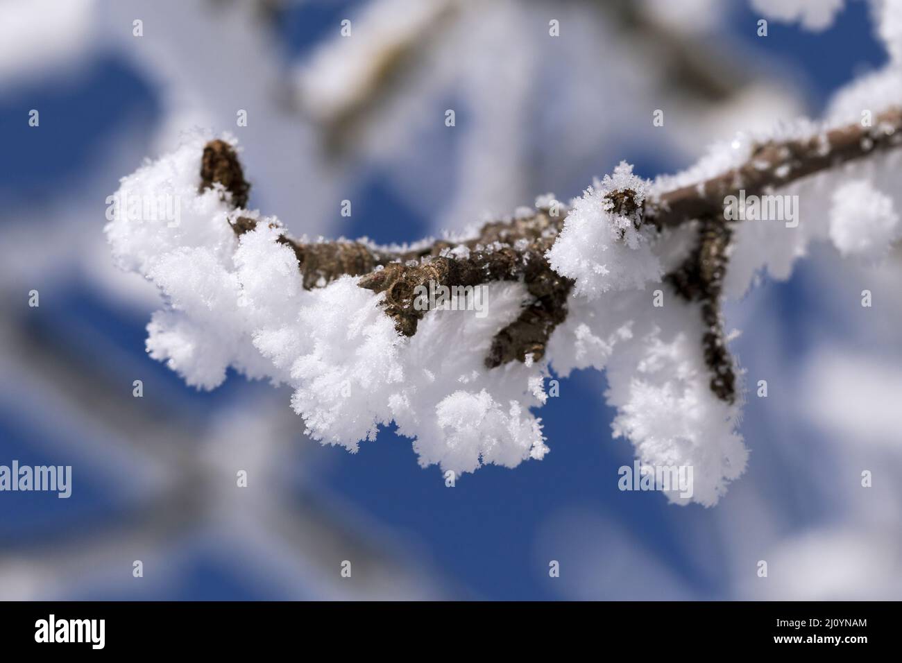 Tree branch covered with frost Stock Photo - Alamy