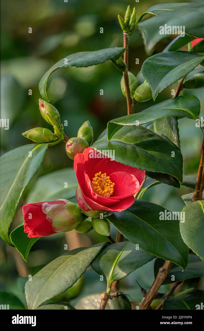 Red camellia flower hi-res stock photography and images - Alamy