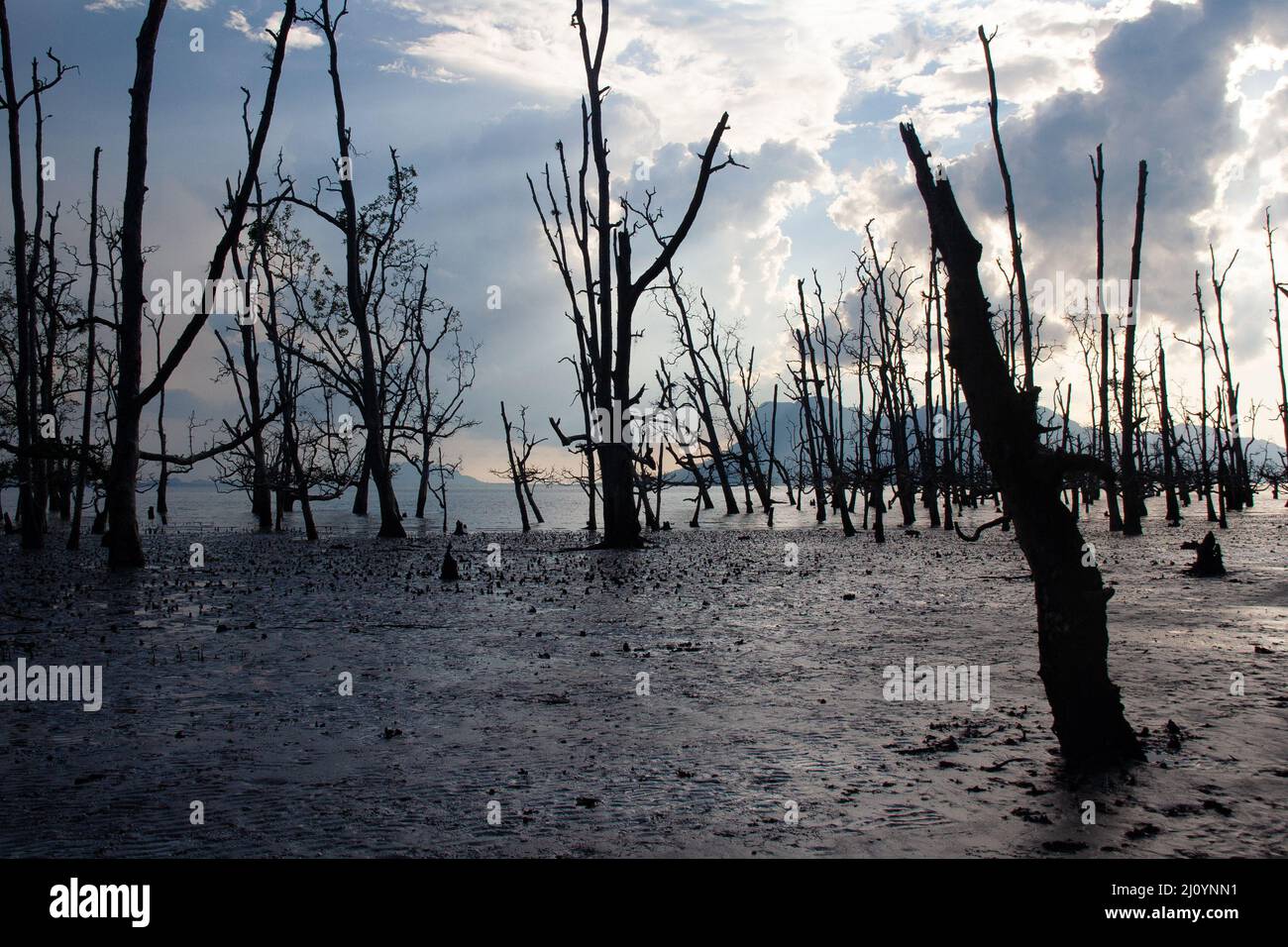 Mangrove forest at Baku National Park, Borneo - Malaysia Stock Photo ...